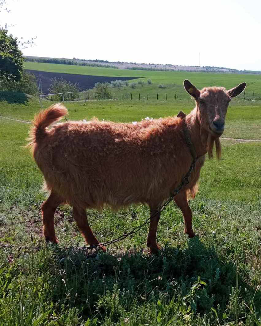 Vind caprita, 3 anisori.