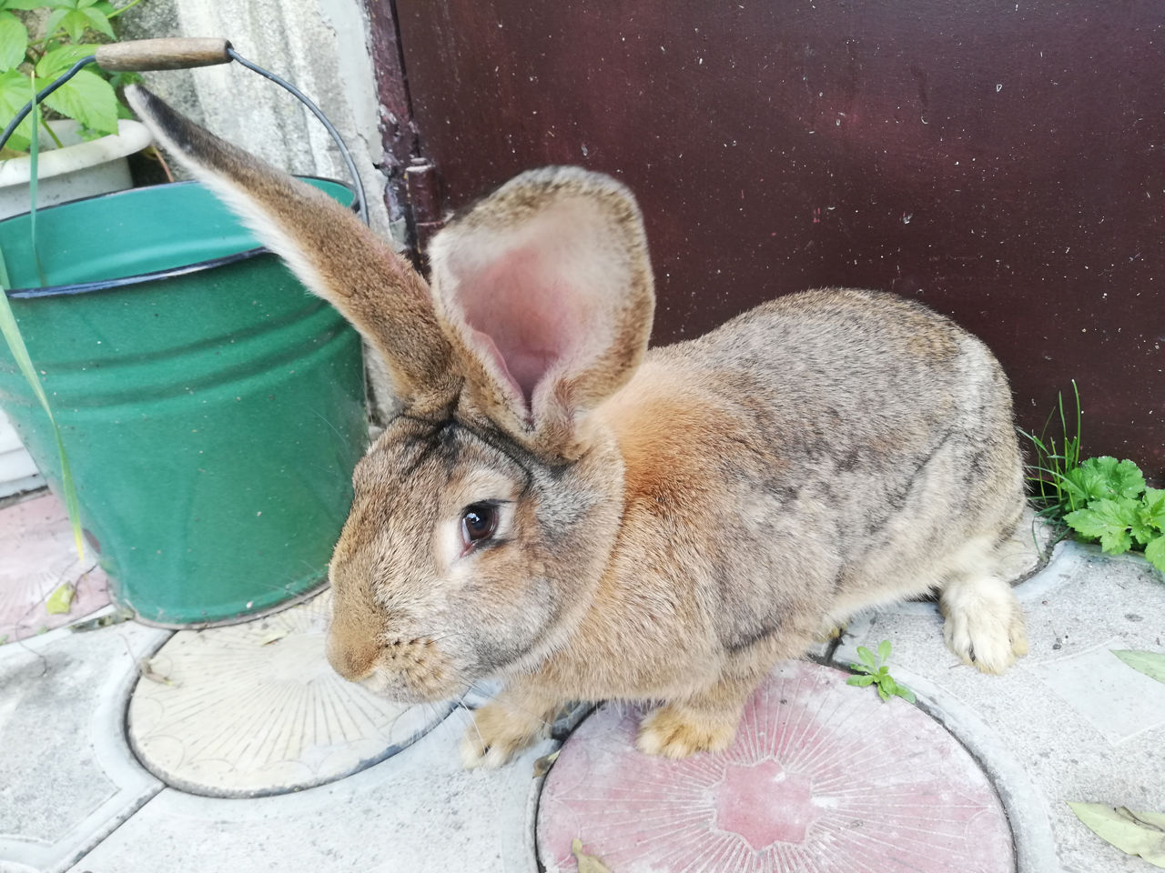 Vind iepuri poluvelican