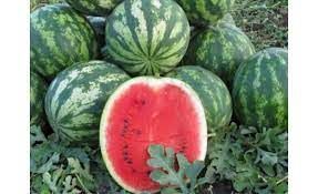 Seminte de HARBUZ ,pepene verde SHANY F1, Livram in toata Moldova ...