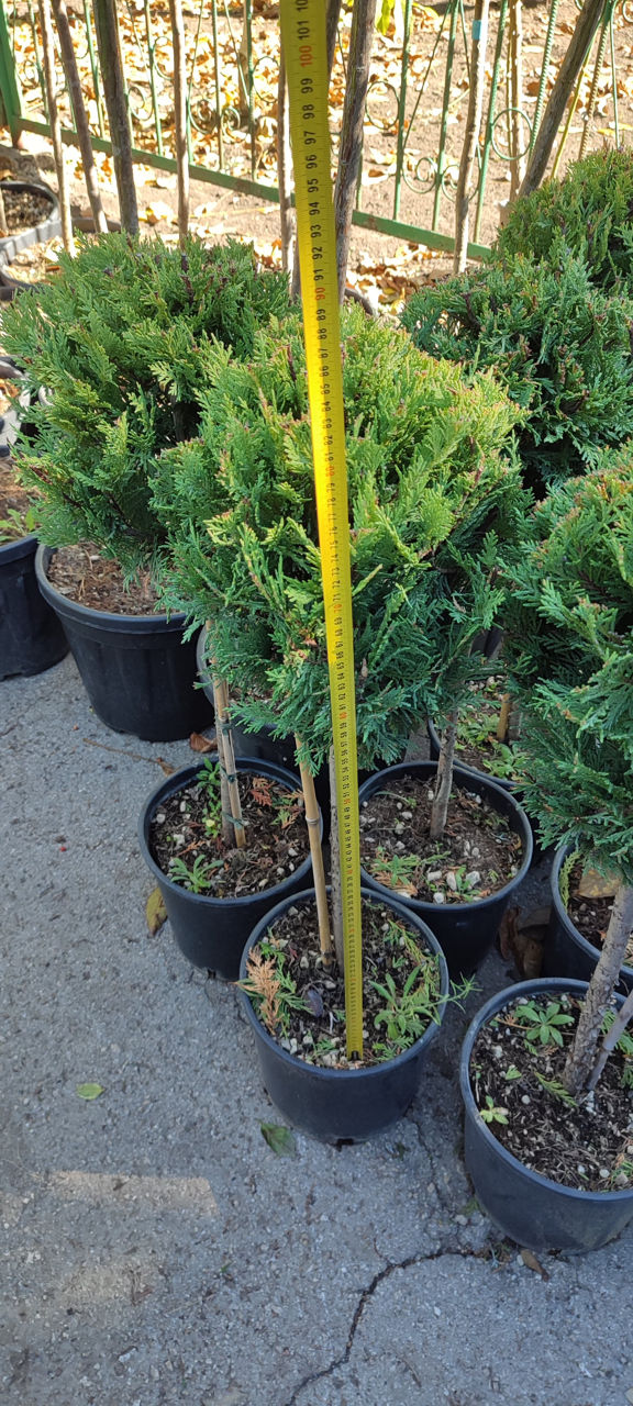 Tuia formate , compoziții or.Bălți