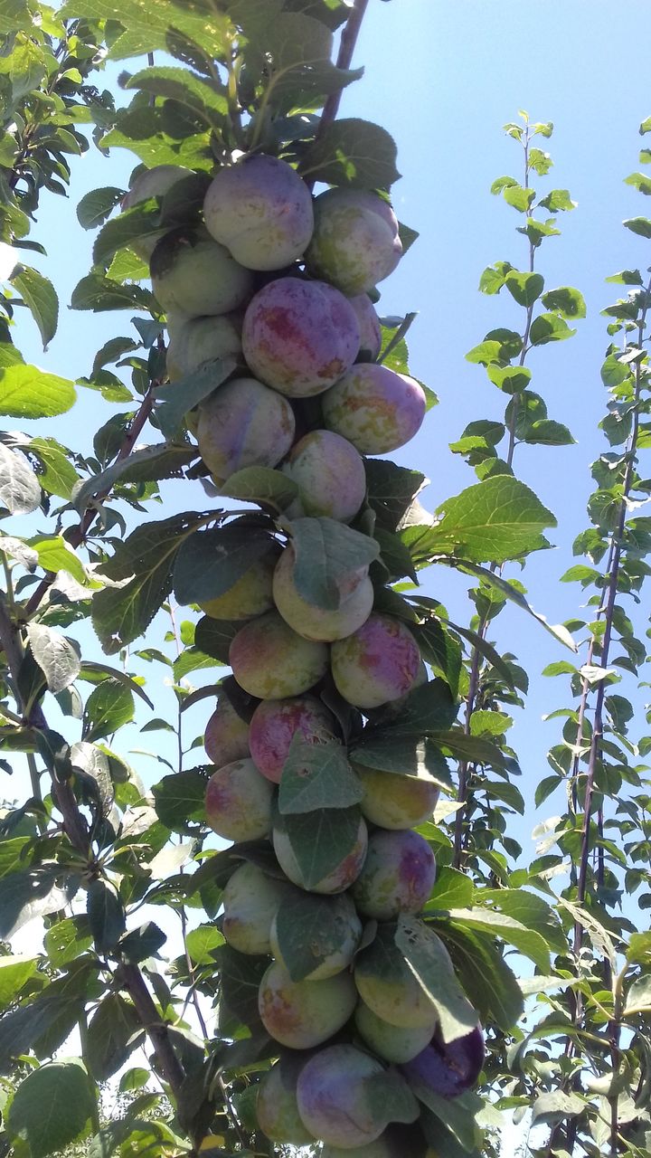 Prune şi goldane de vânzare