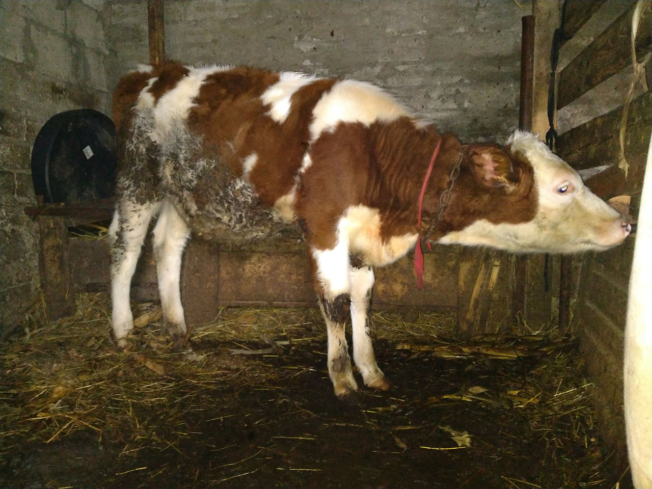 Se vind ambele viţele