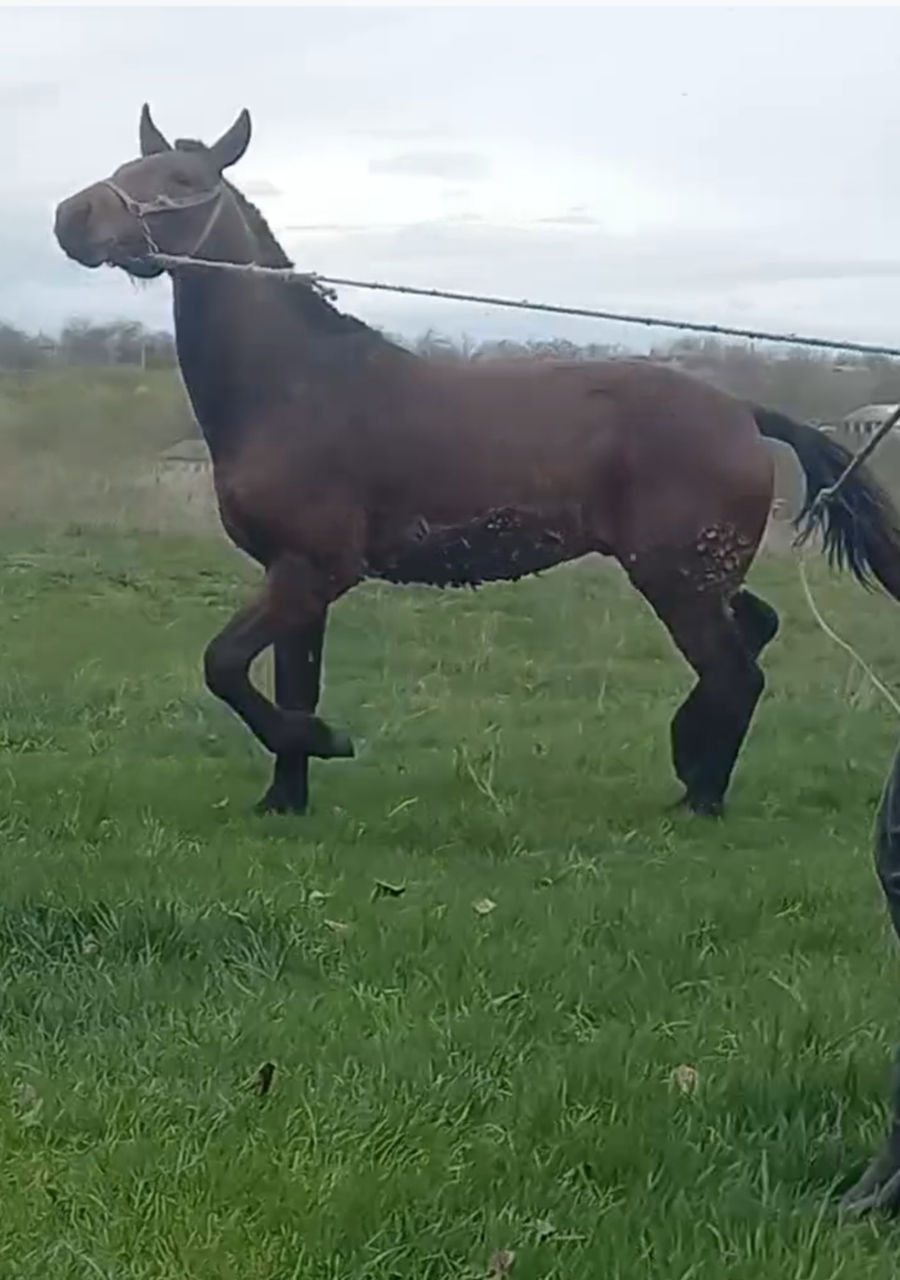 Se vinde minz de 11 luni