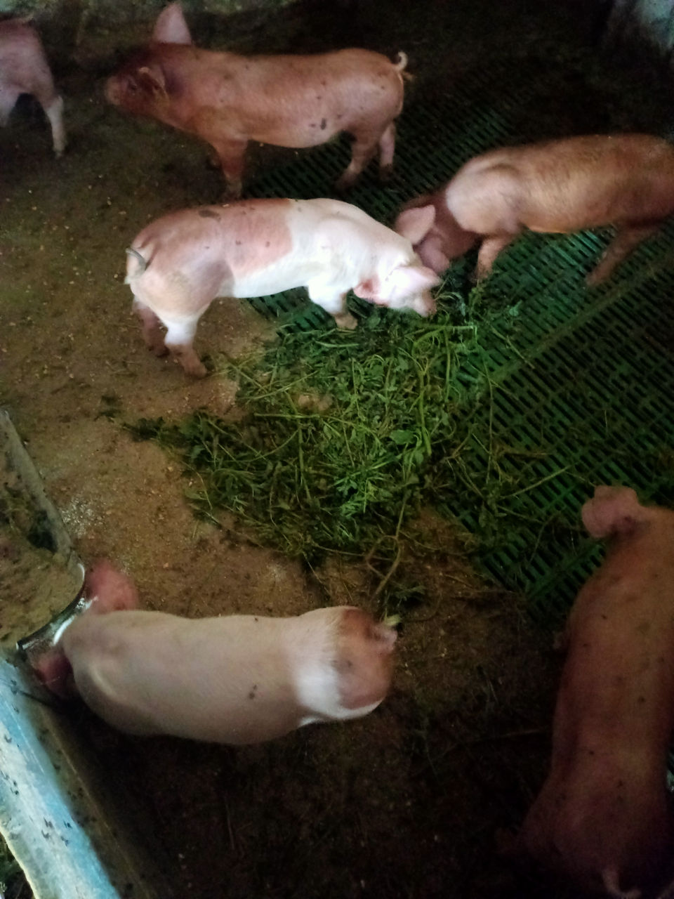 Purcei mici de rasa de carne