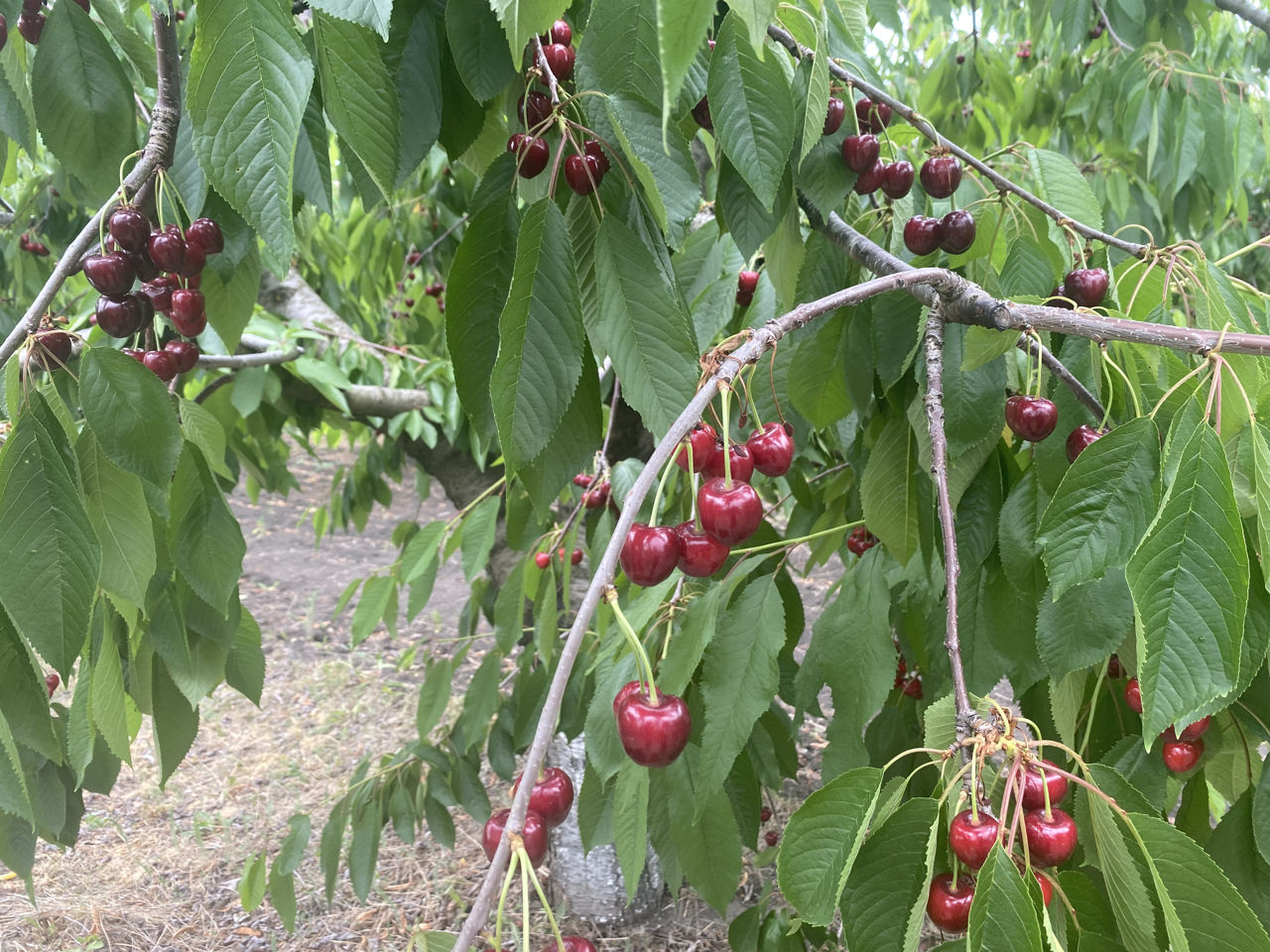 Vind 3-4 tone de cirese cireasa Vinca