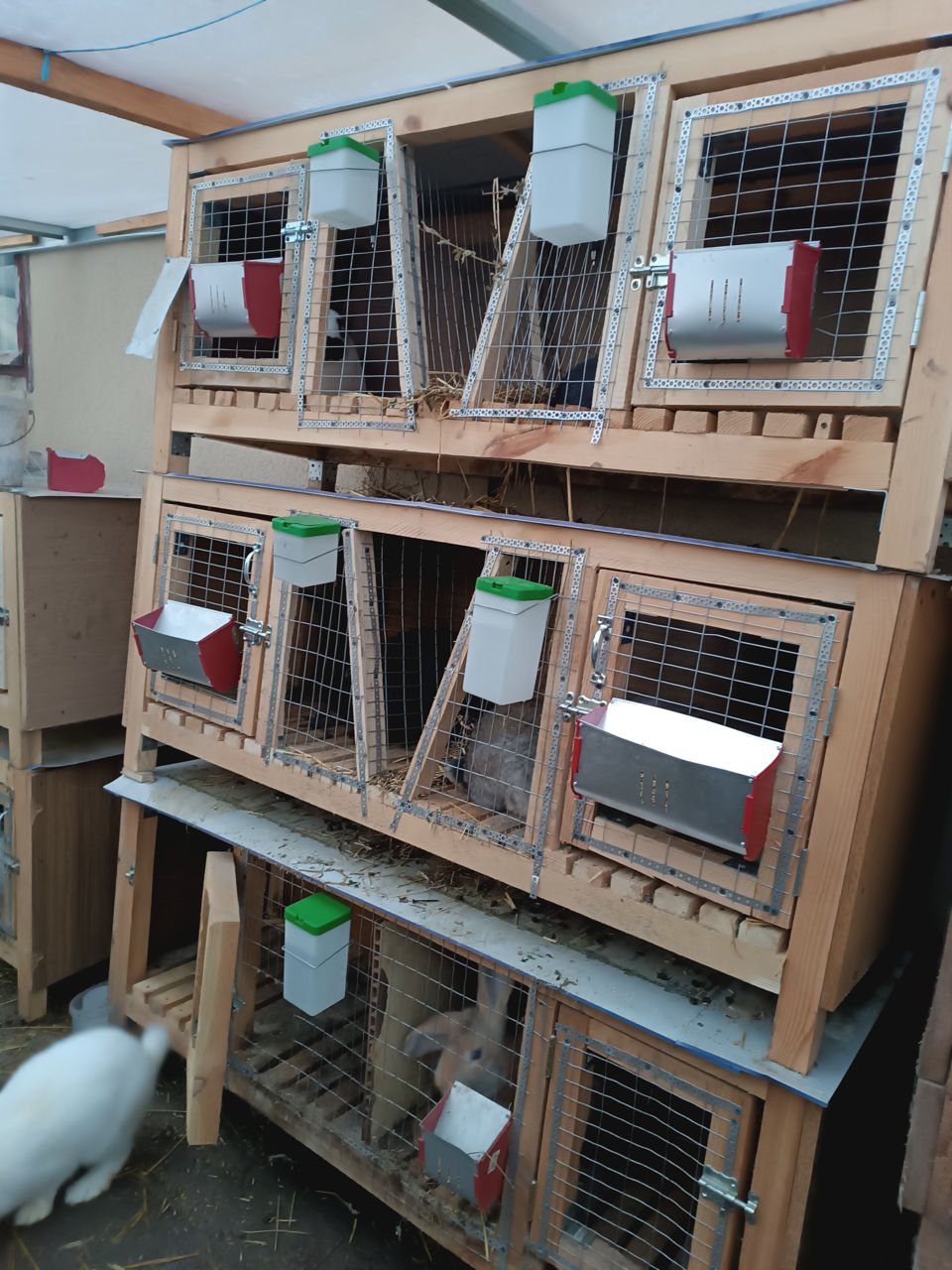 Custi pentru iepurasi