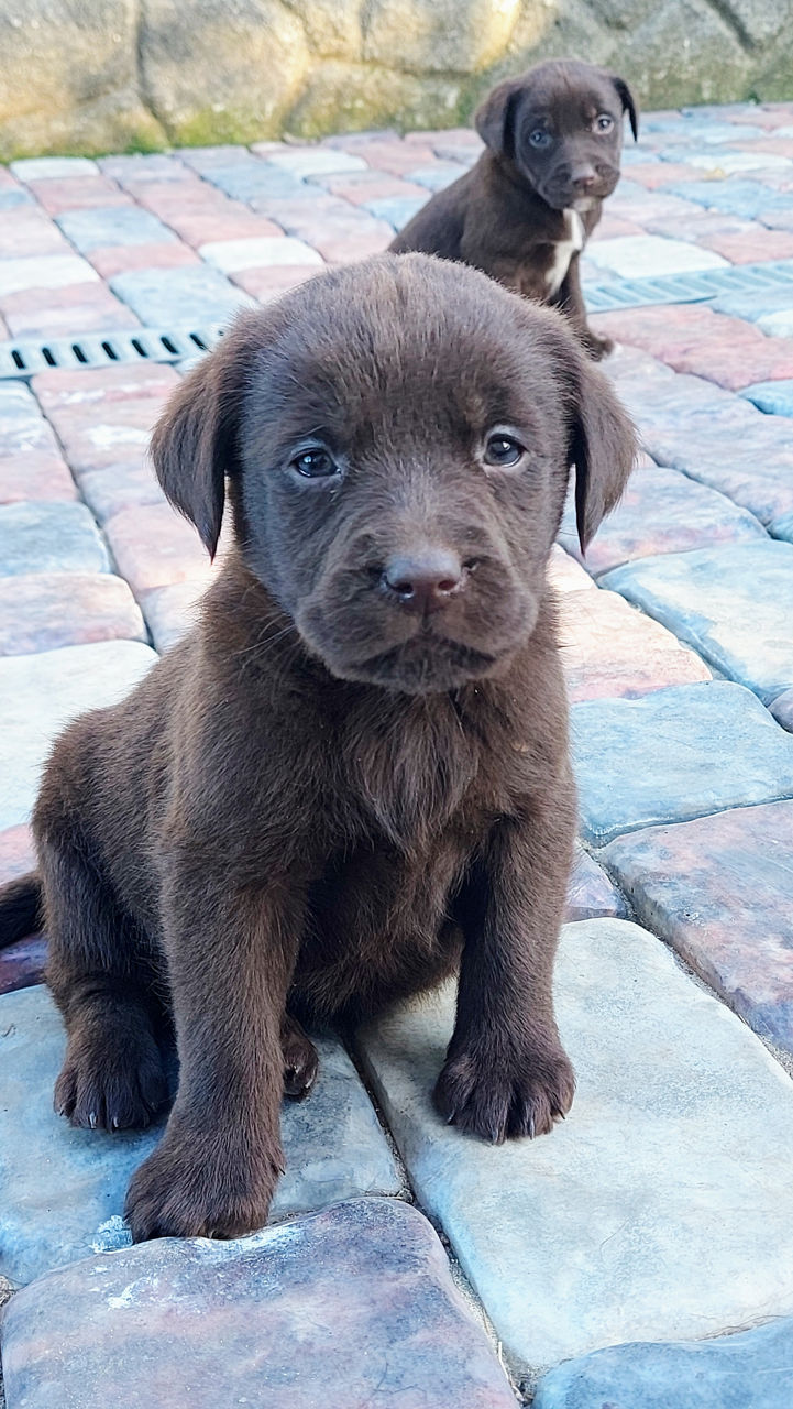 Labrador Retriever Ciokolatt
