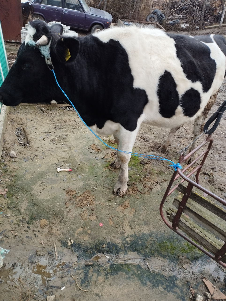 Se vinde juncă de a făta