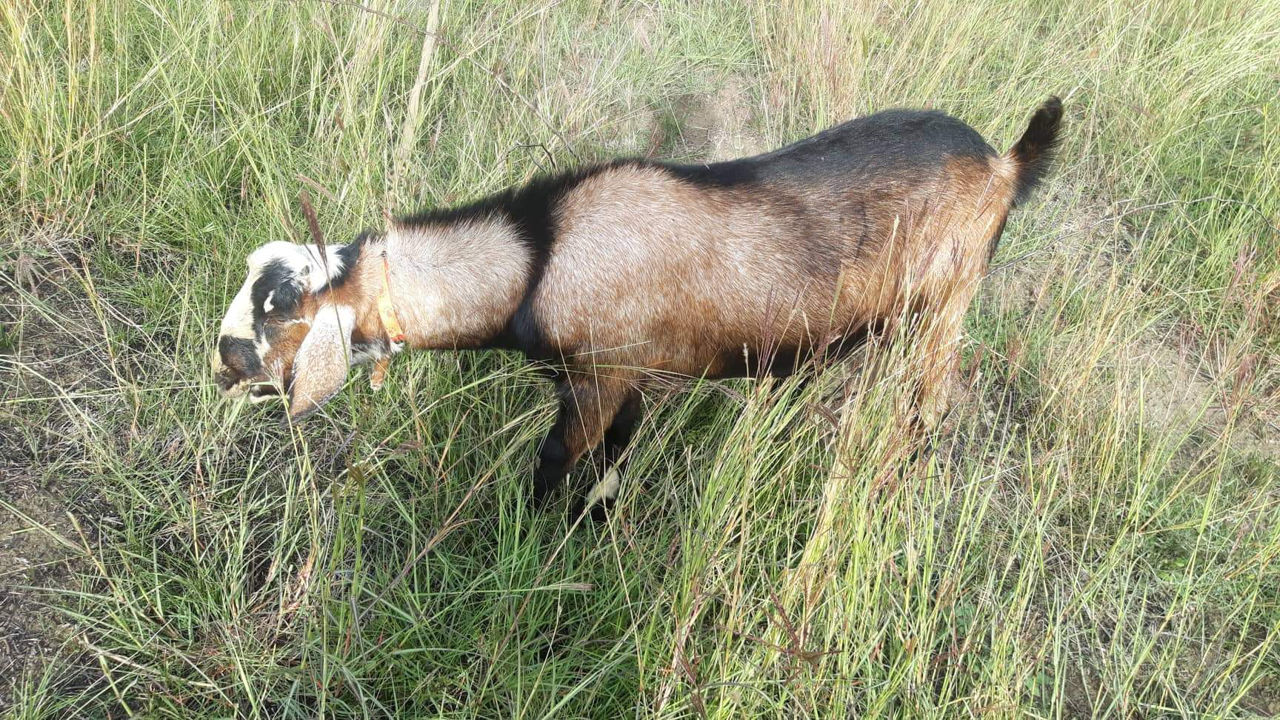 Vînd două capre bune de lapte