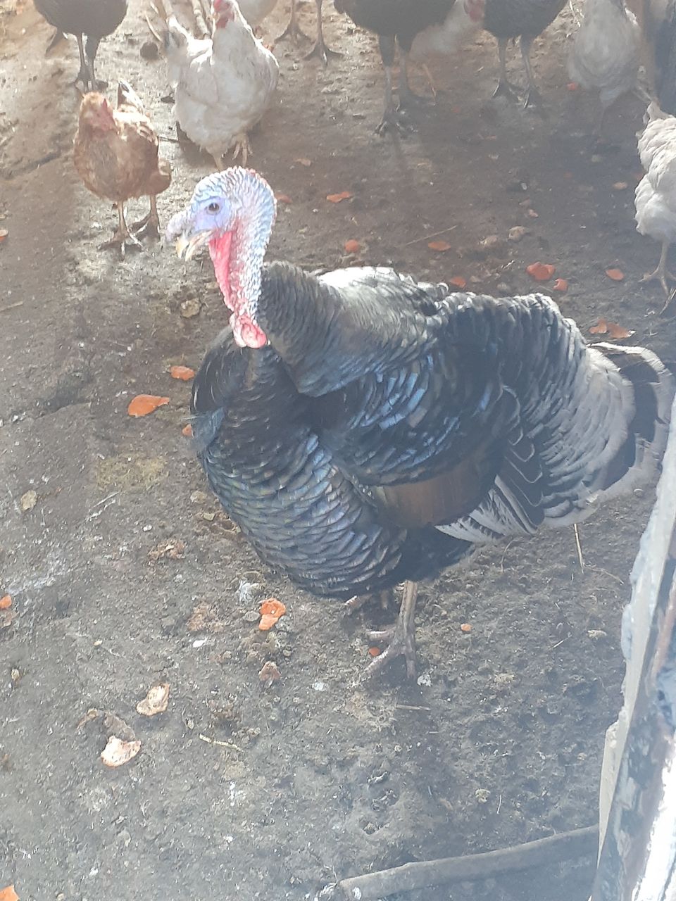 Se vinde curcani și curci