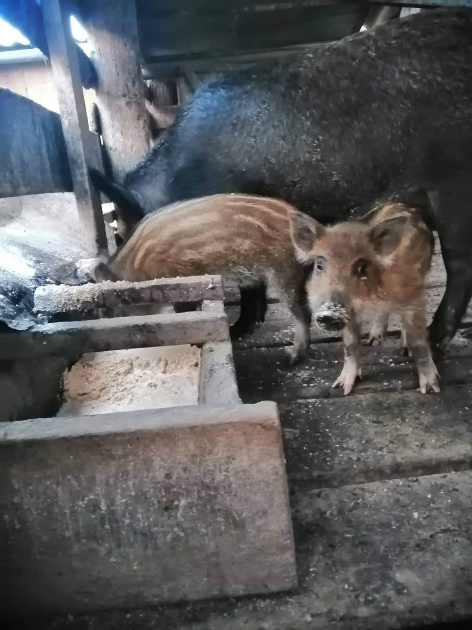 Vînd porci mistreț