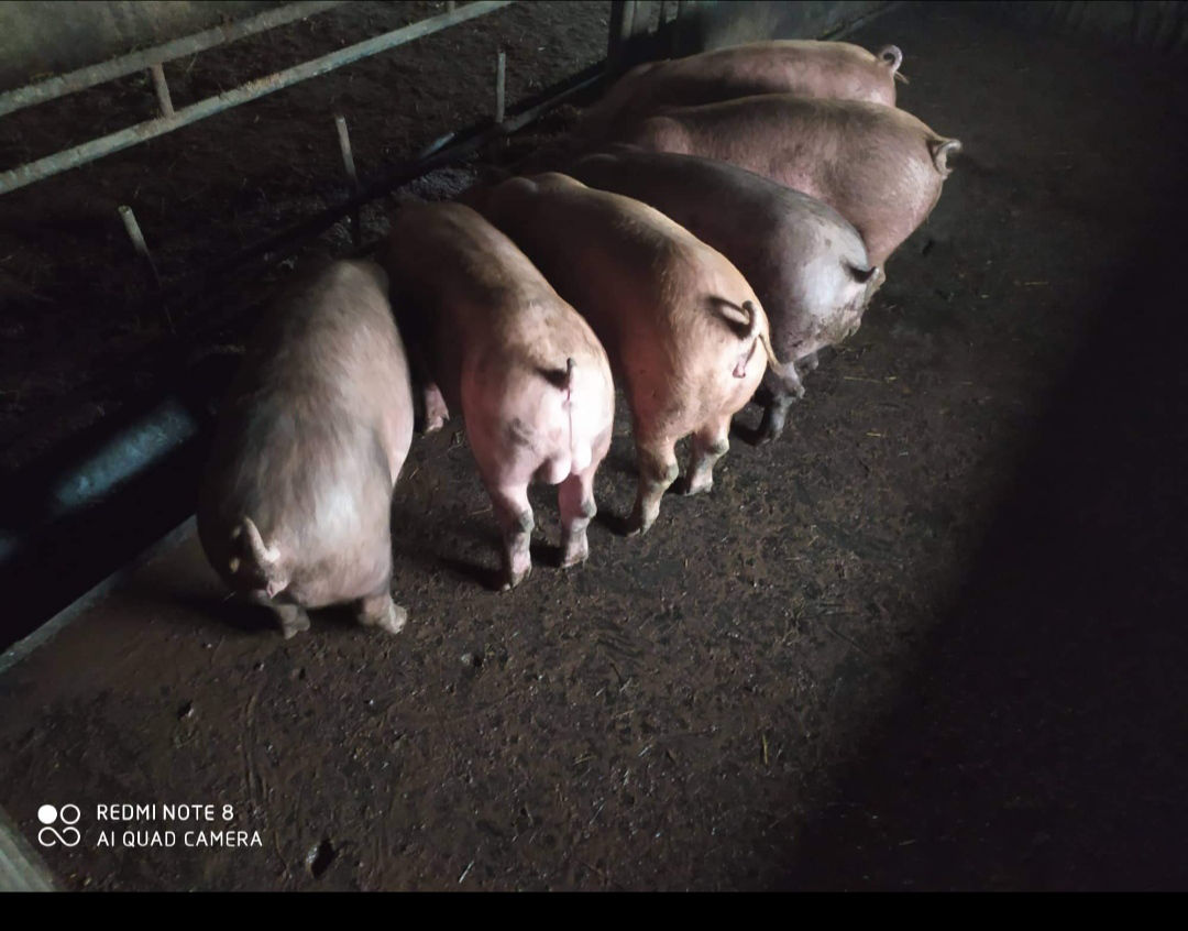 Vindi scroafe duroc de fata