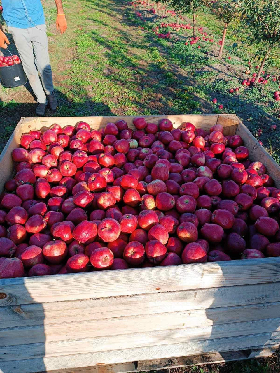 Vindem mere Super Cif