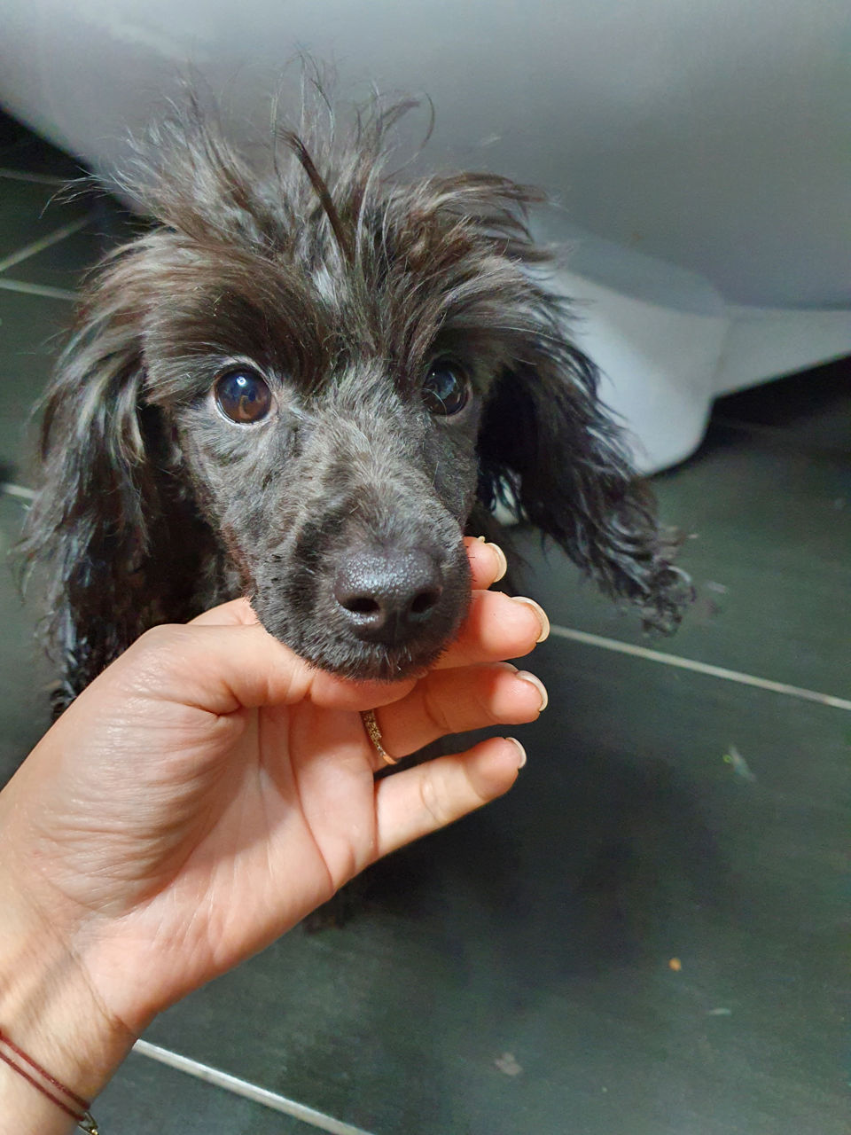 Catelusul de rasa Pudel Pitic cauta familie.