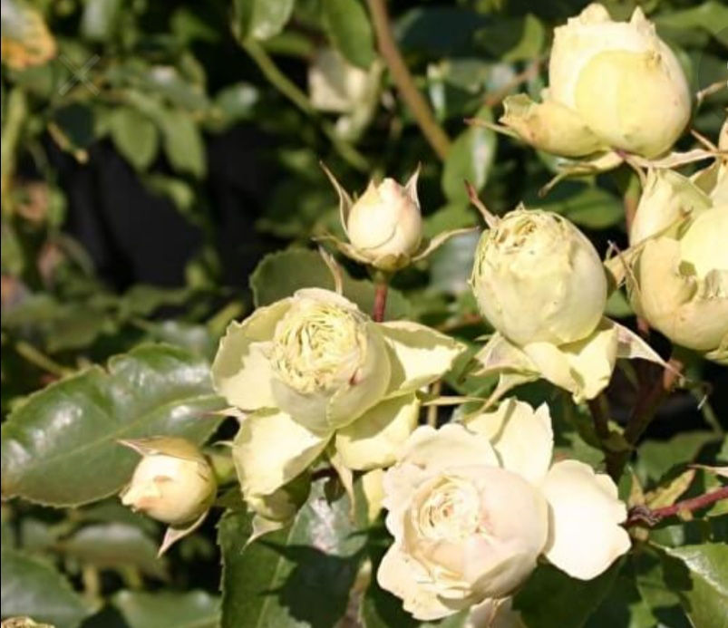 TRANDAFIRI exclusivi le găsiți la noi.