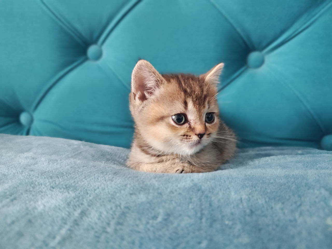 К продаже готовы котята британской шиншиллы