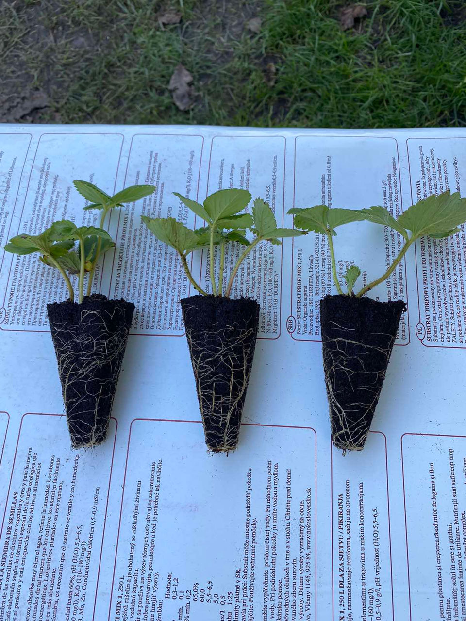 Rasad de capsuna in paleta, soi Malwina!