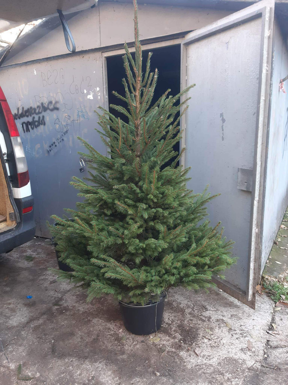 Brazi vii în ghiveci