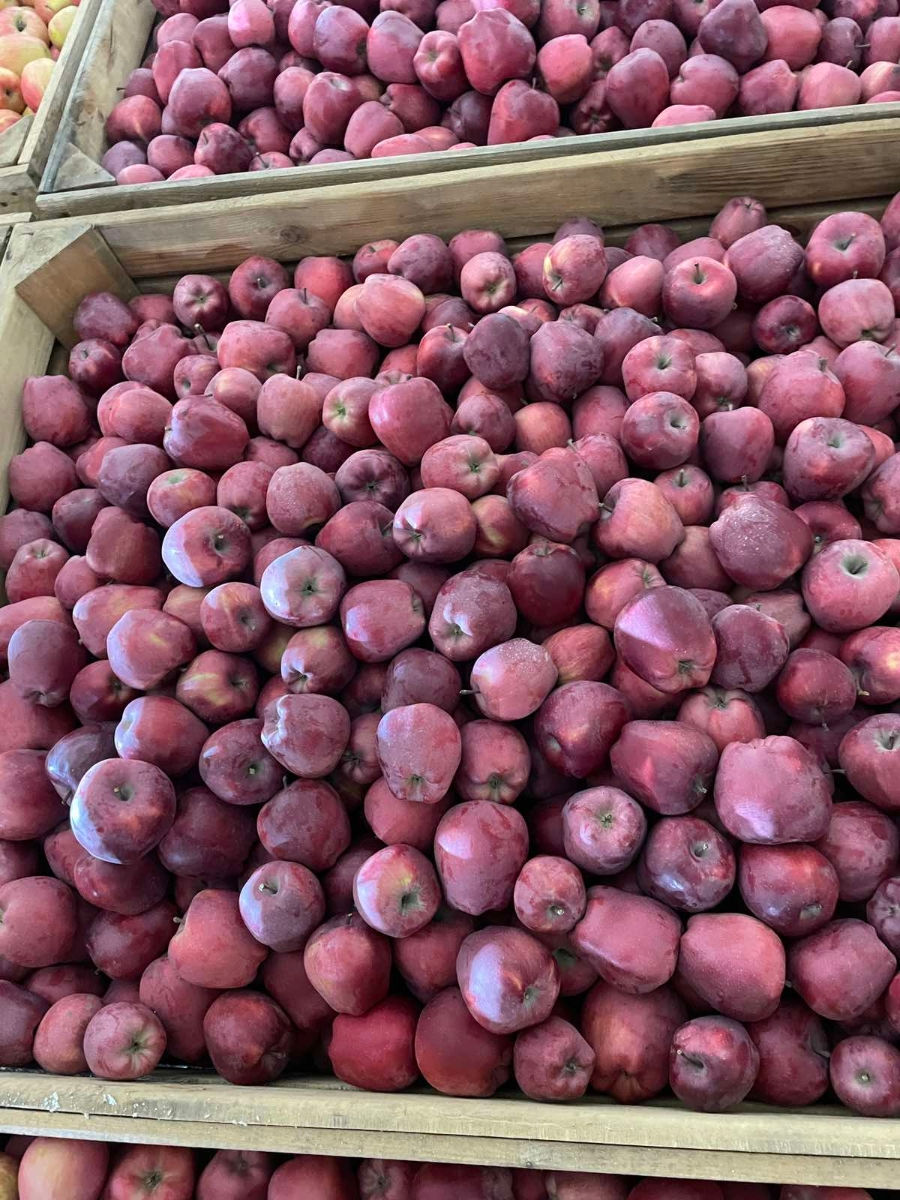 Mere red ciff idared cempion