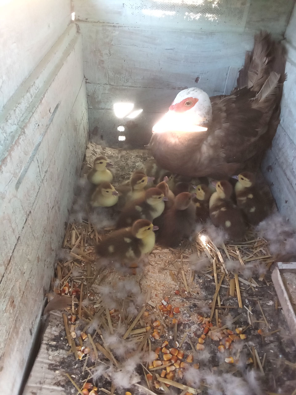 Vind rățuște mute