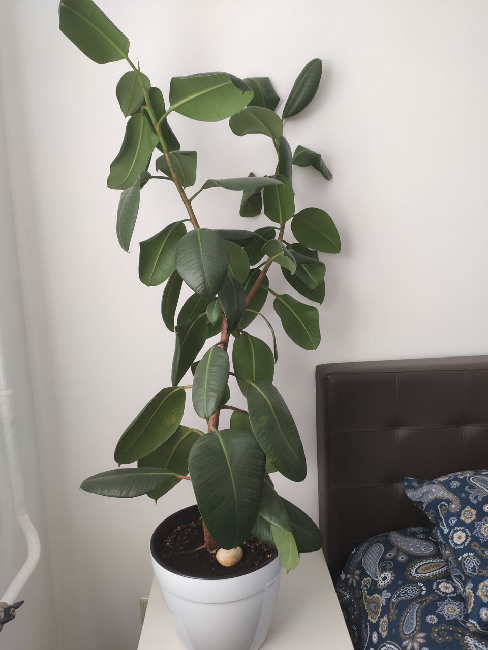 Ficus