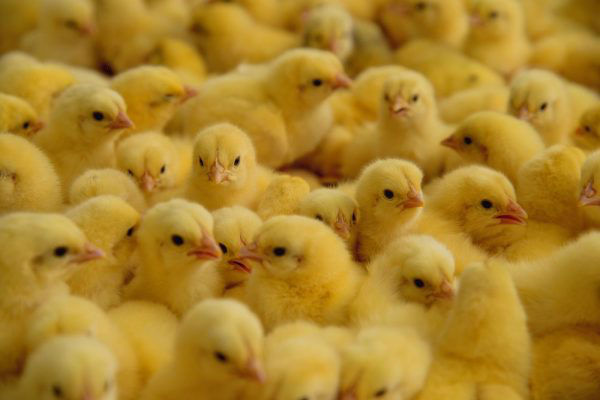 Cumpar pui serebristie de 1 zi