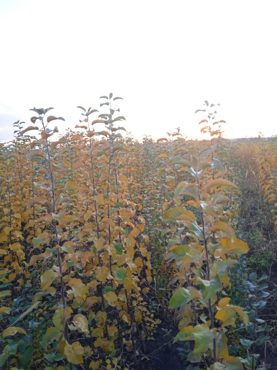 Puieți de mere Mode