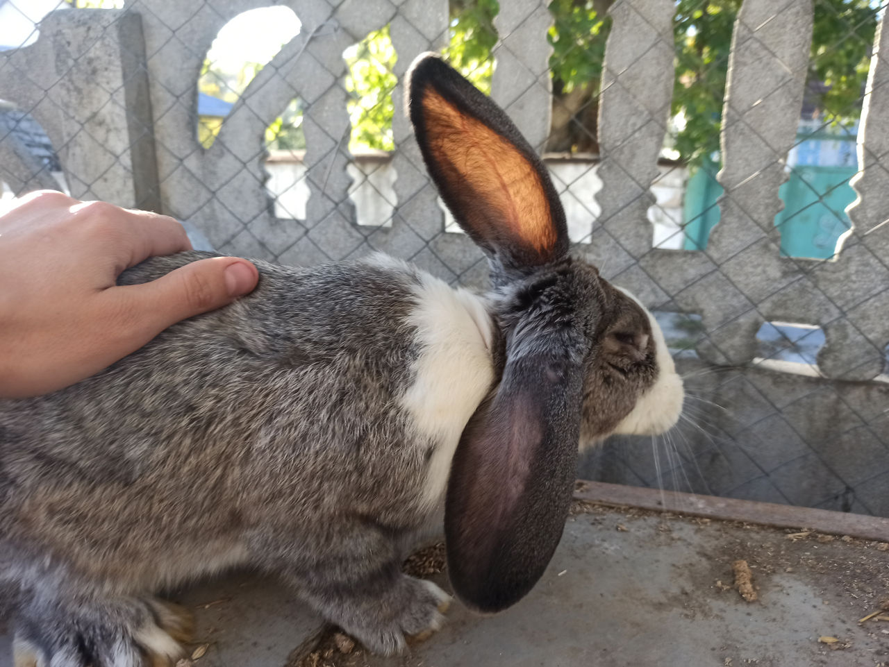 Iepuroi 5 luni