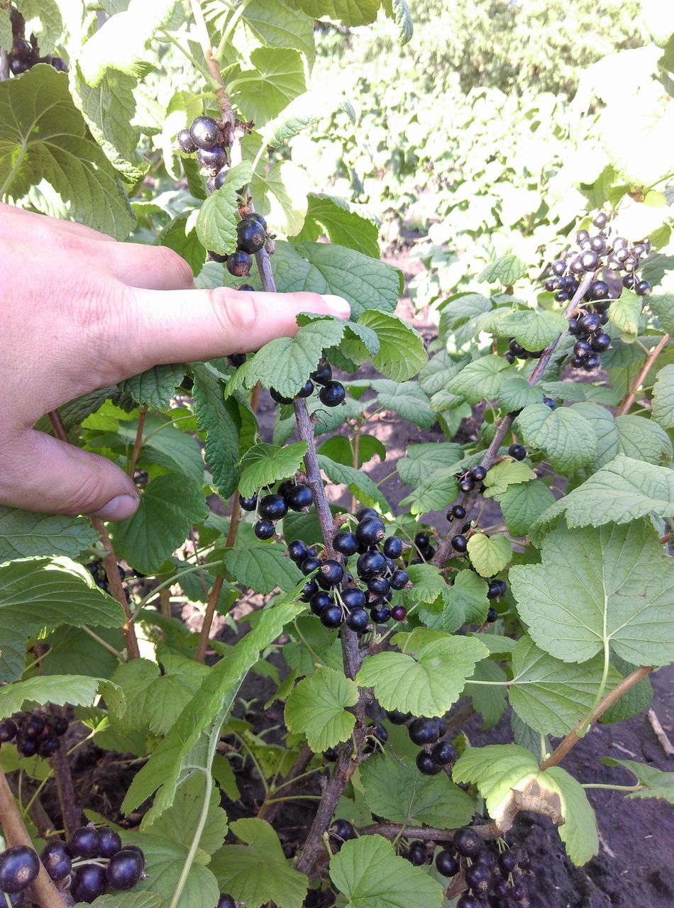 Coacaza neagra Krasa Livova de 2 si 3 ani,,,,mure thorn free de 1 si 2 anu