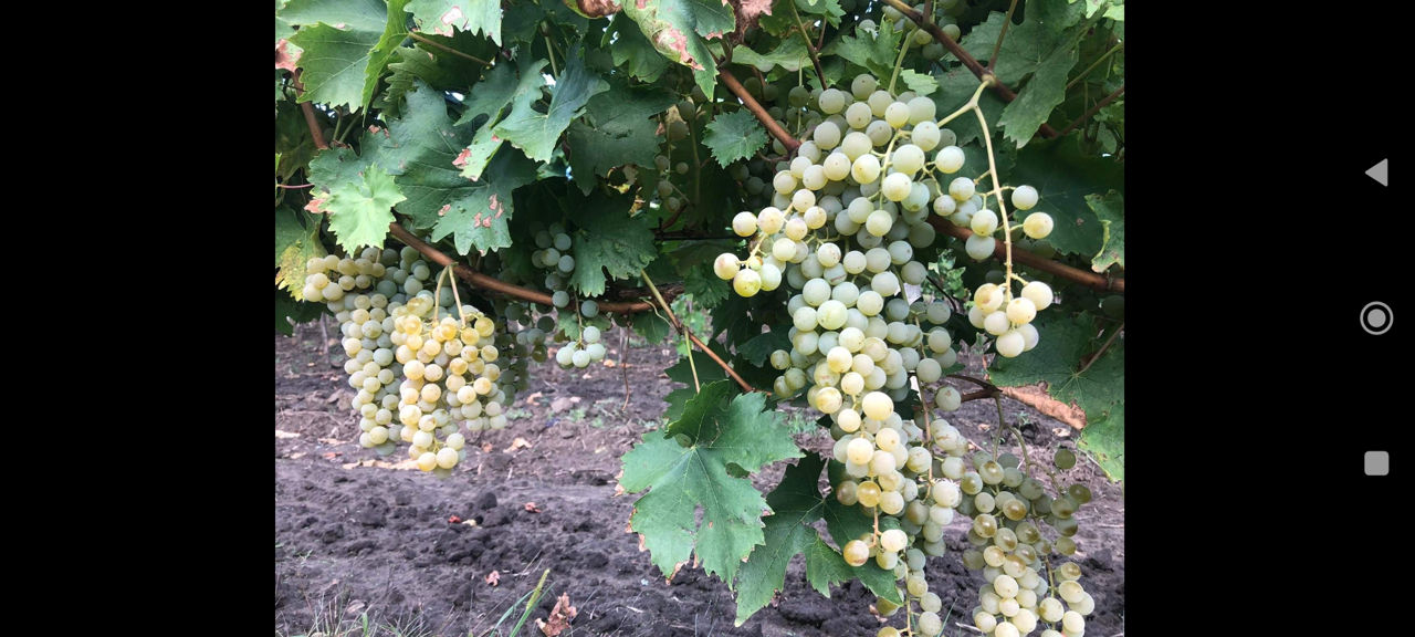 Viorica poama pentru vin