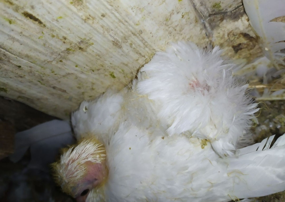 Hulubi Pavlini ,poștașii albi și paiasîvi