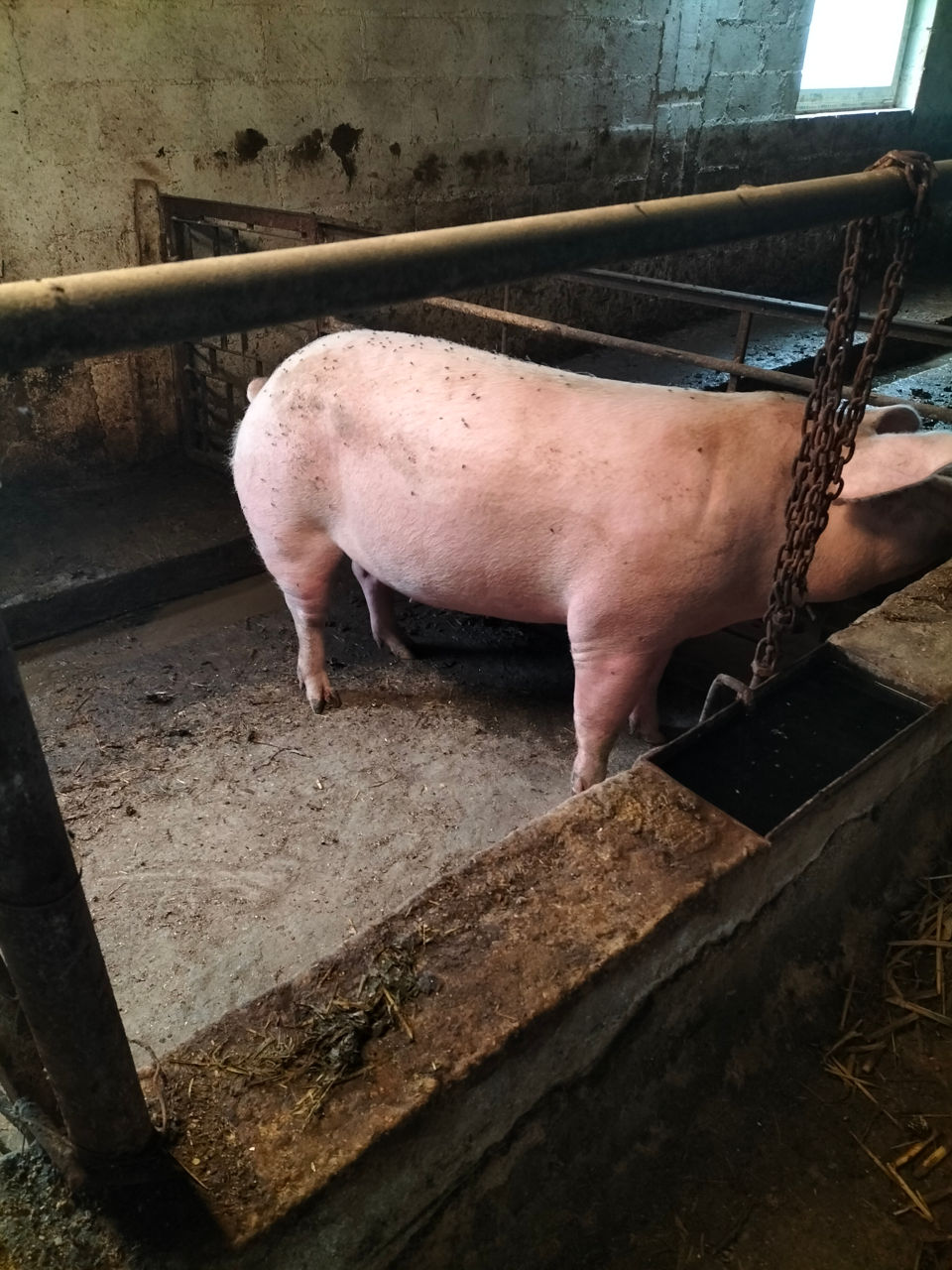 Purcei de casă crescuți în condiții bune 140-160kg