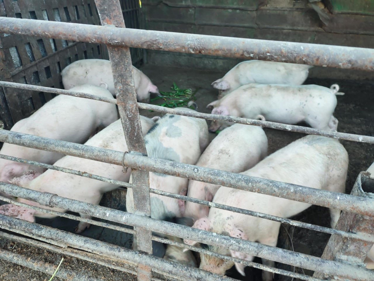 porci de casa 120 150 cg 40 lei cg avem si porci mici 90 lei cg au 2 luni