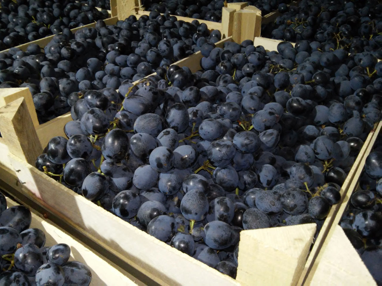 Vind struguri poama moldova in cantitati mari