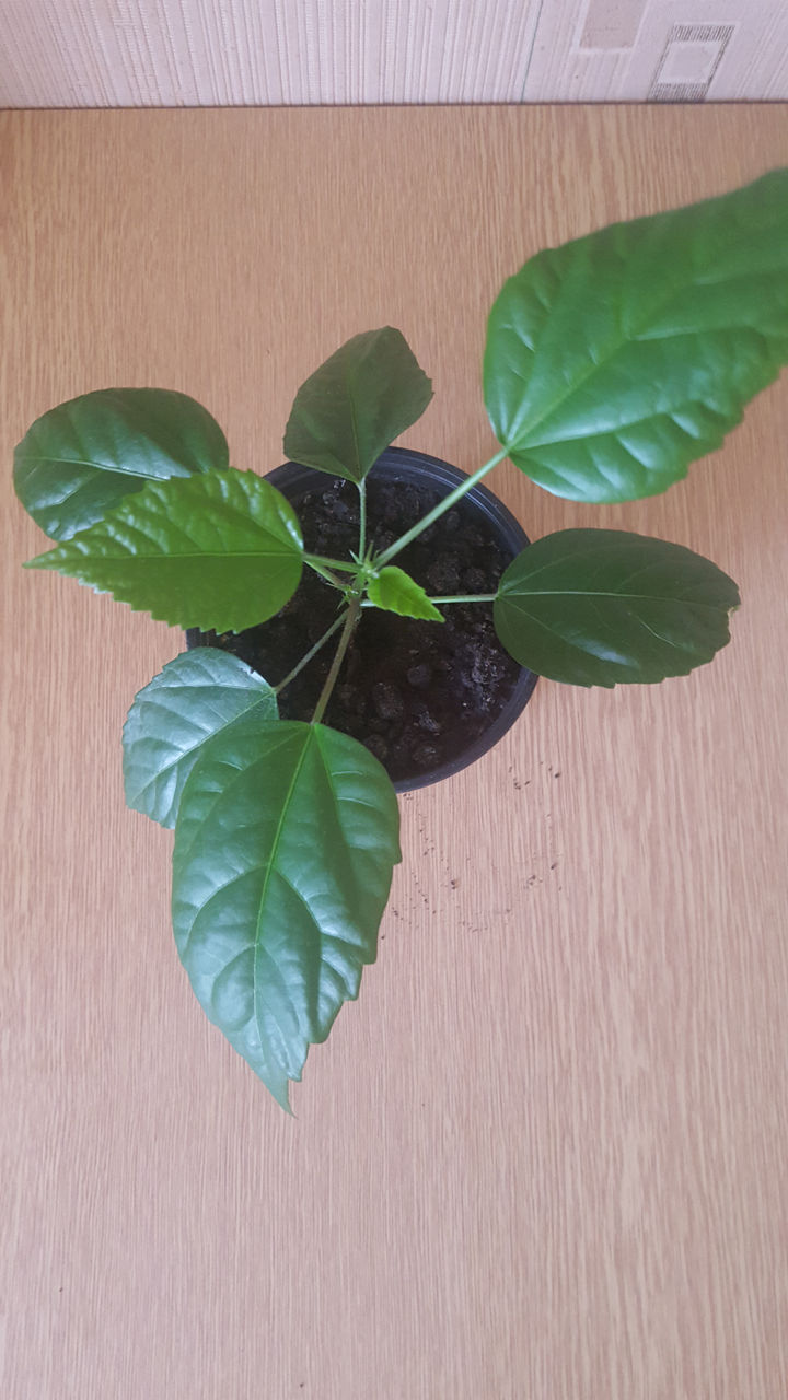Plante de camera. Botanica Cuza Voda int cu Independentei( toamna de aur )