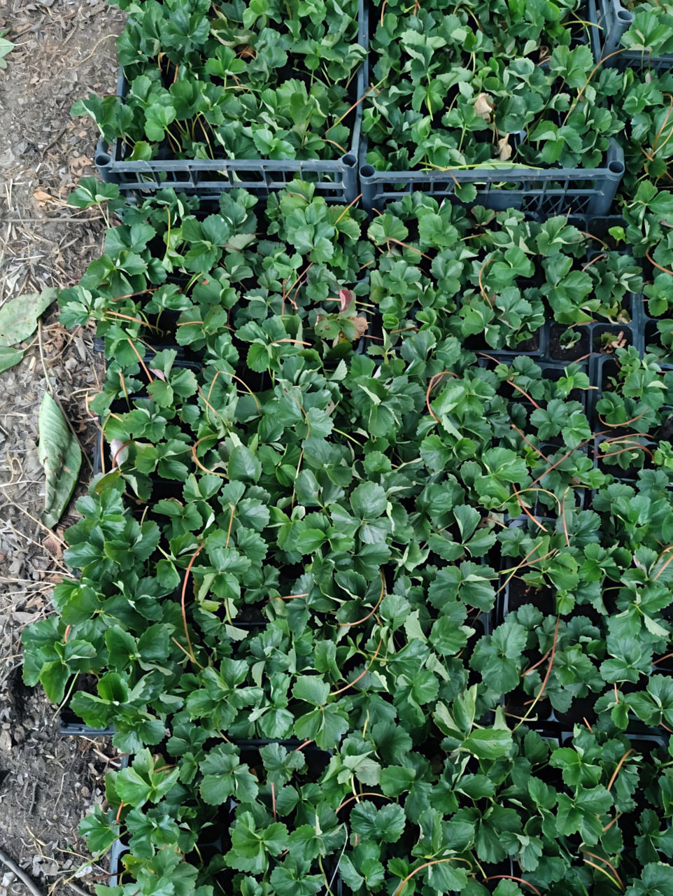 Fire de răsad capsuni Marmelad