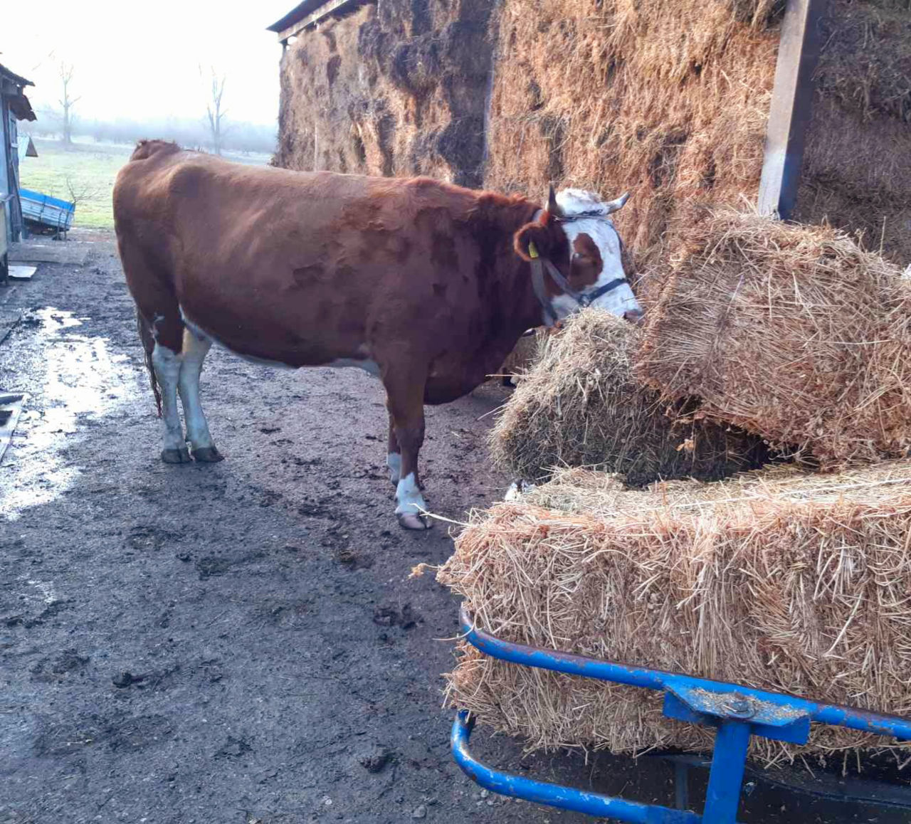 Se vinde vaca tinara.