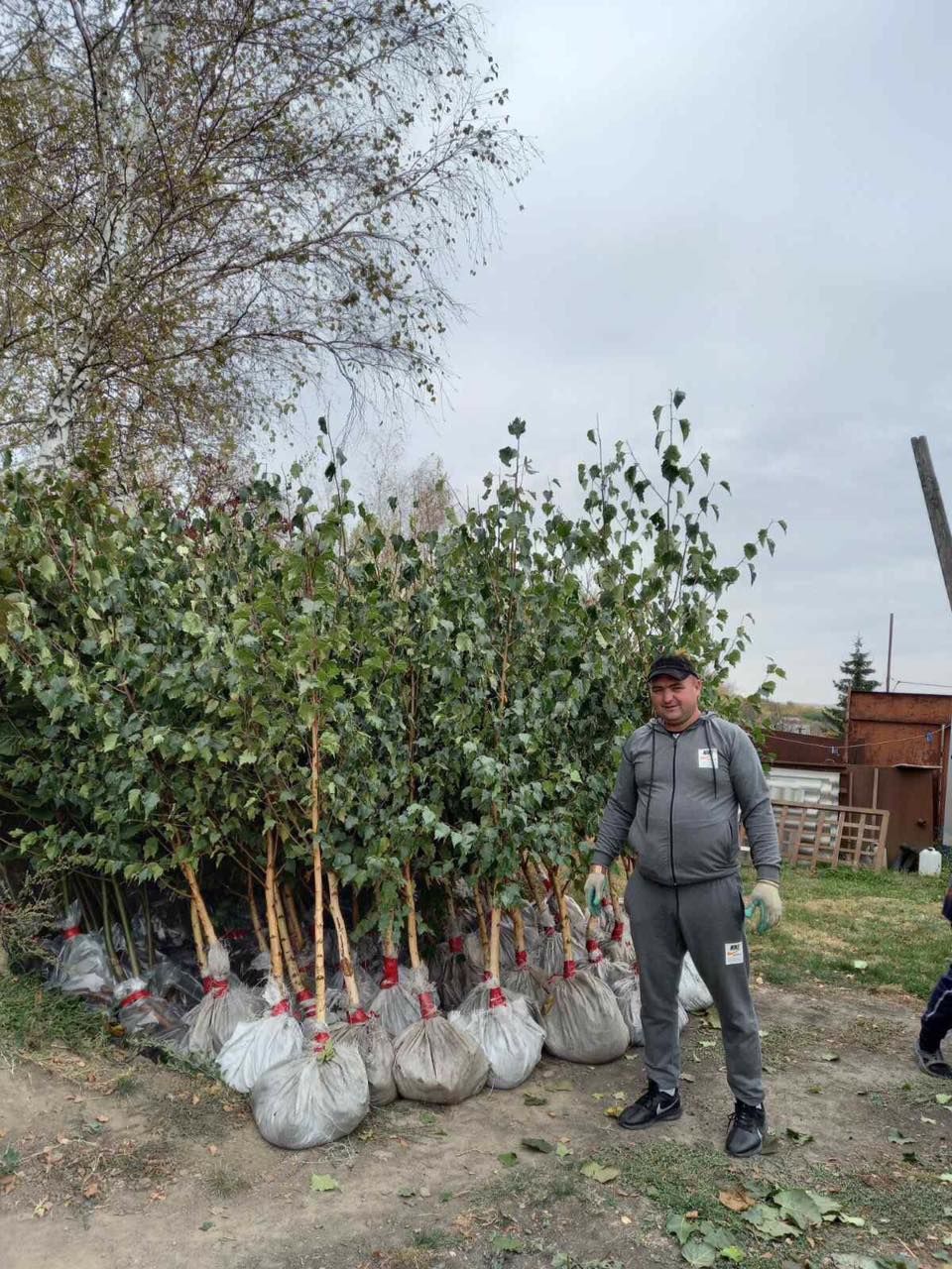 Copaci de tei, catina, mesteacan