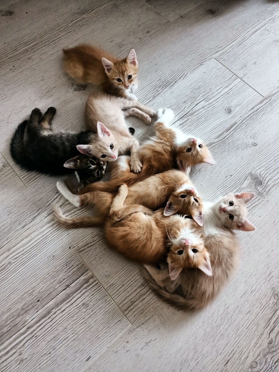 Котята, почти два месяца
