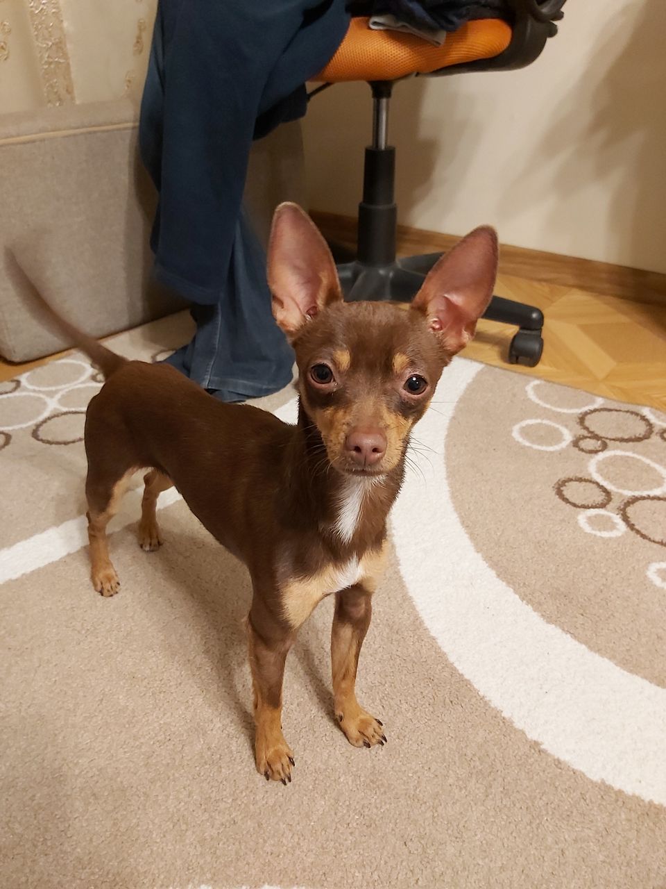 Русский той терьер для вязки / Toy Terrier Rusesc p/u împerechere