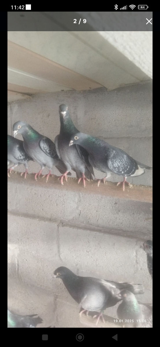 Porumbei