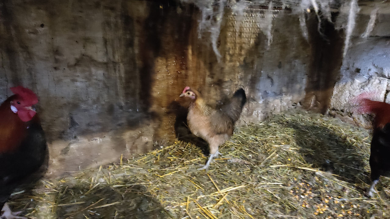 Găini și cocoș grecești