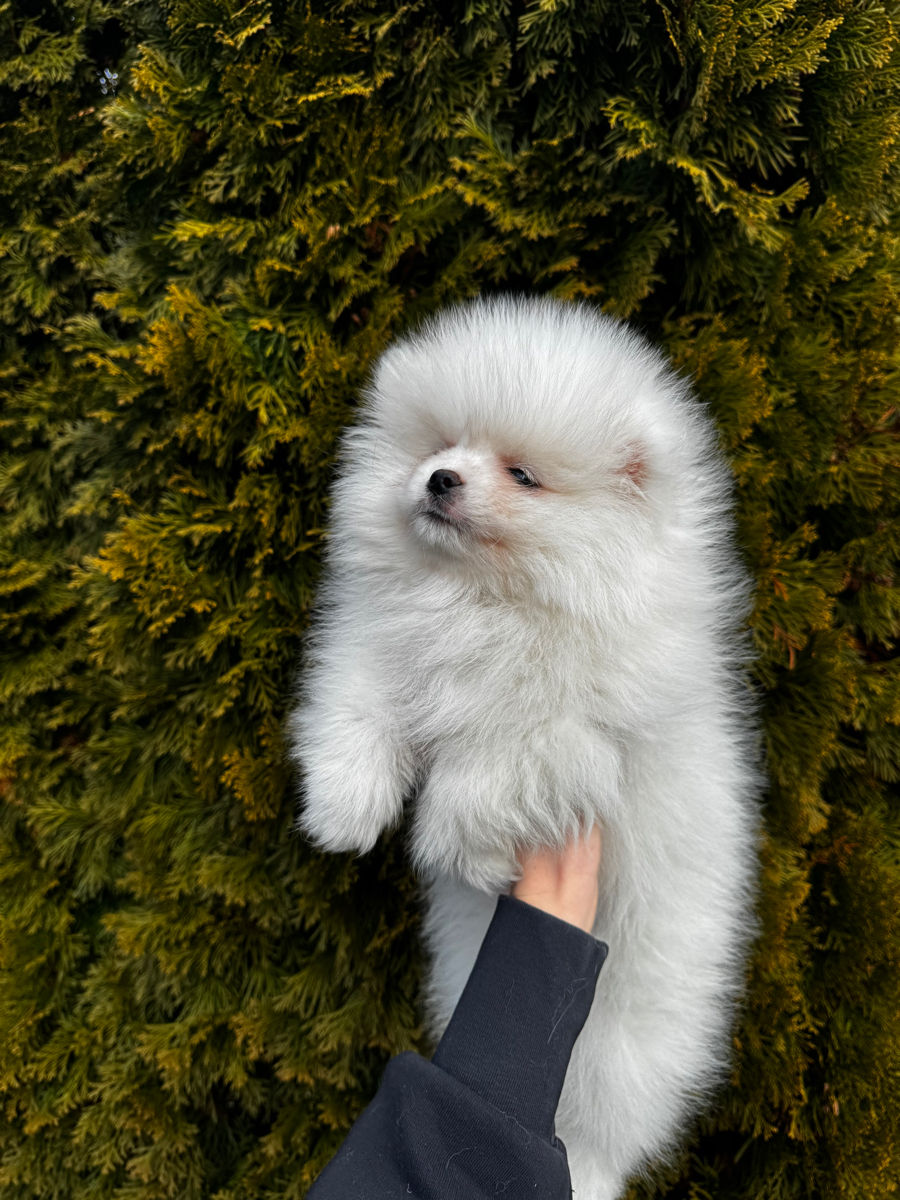 Spitz Pomeranian Mini