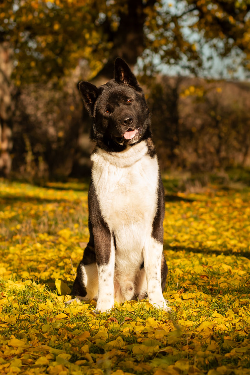 Gata de împerechere Akita American