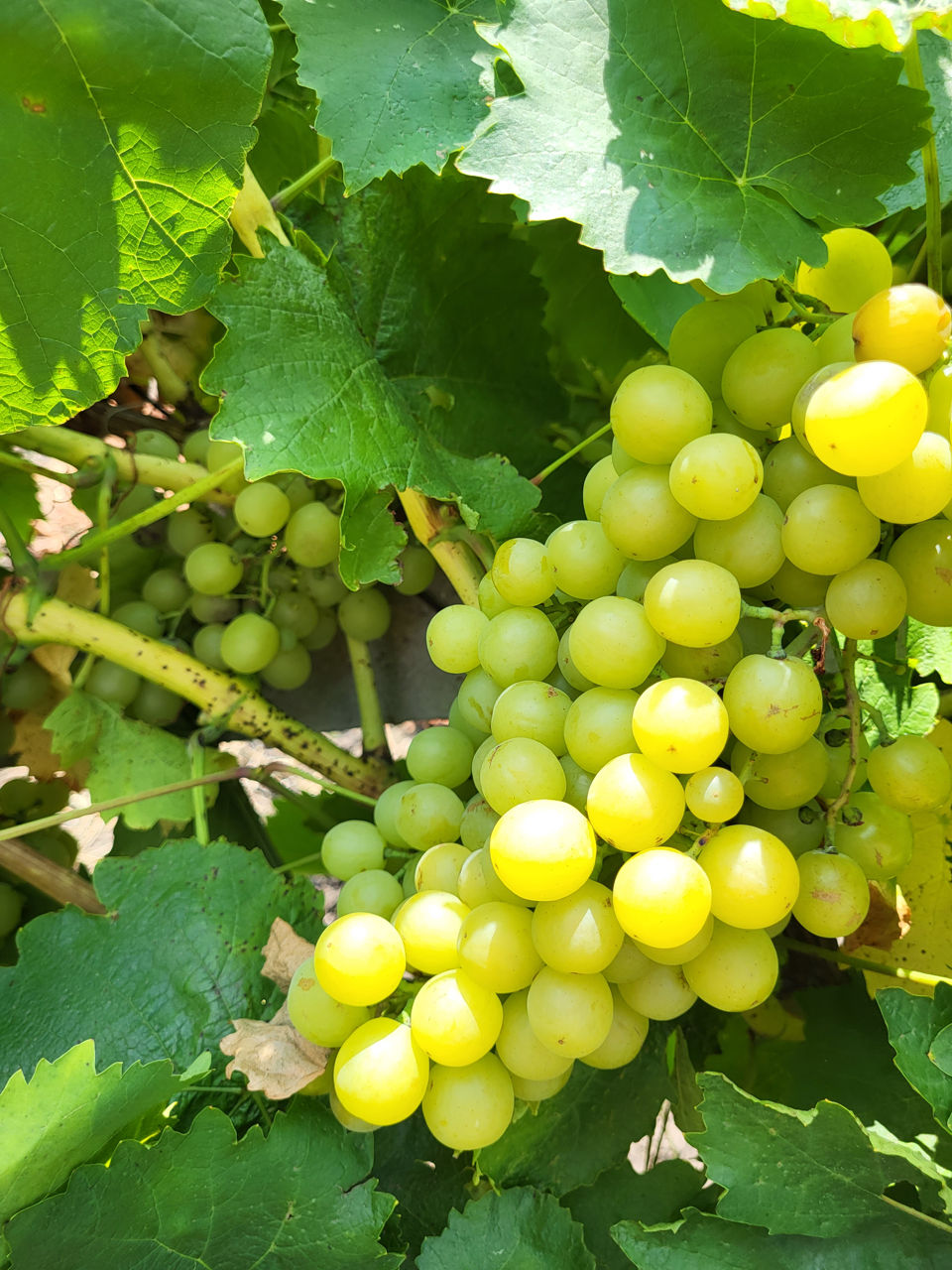 Poama Muscat Eantarnii