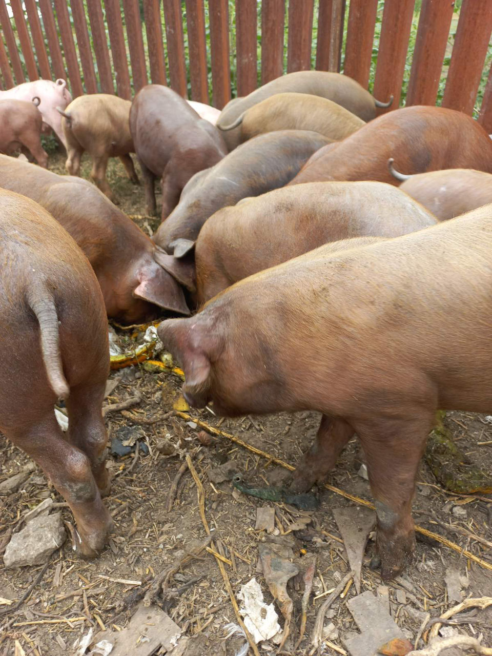 Vând purcei de rasa