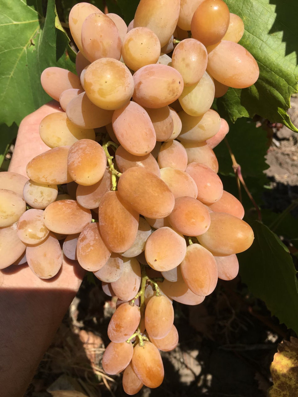 Struguri Prezentabil