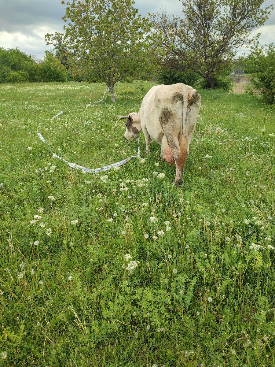 Se vinde o vacuță bună