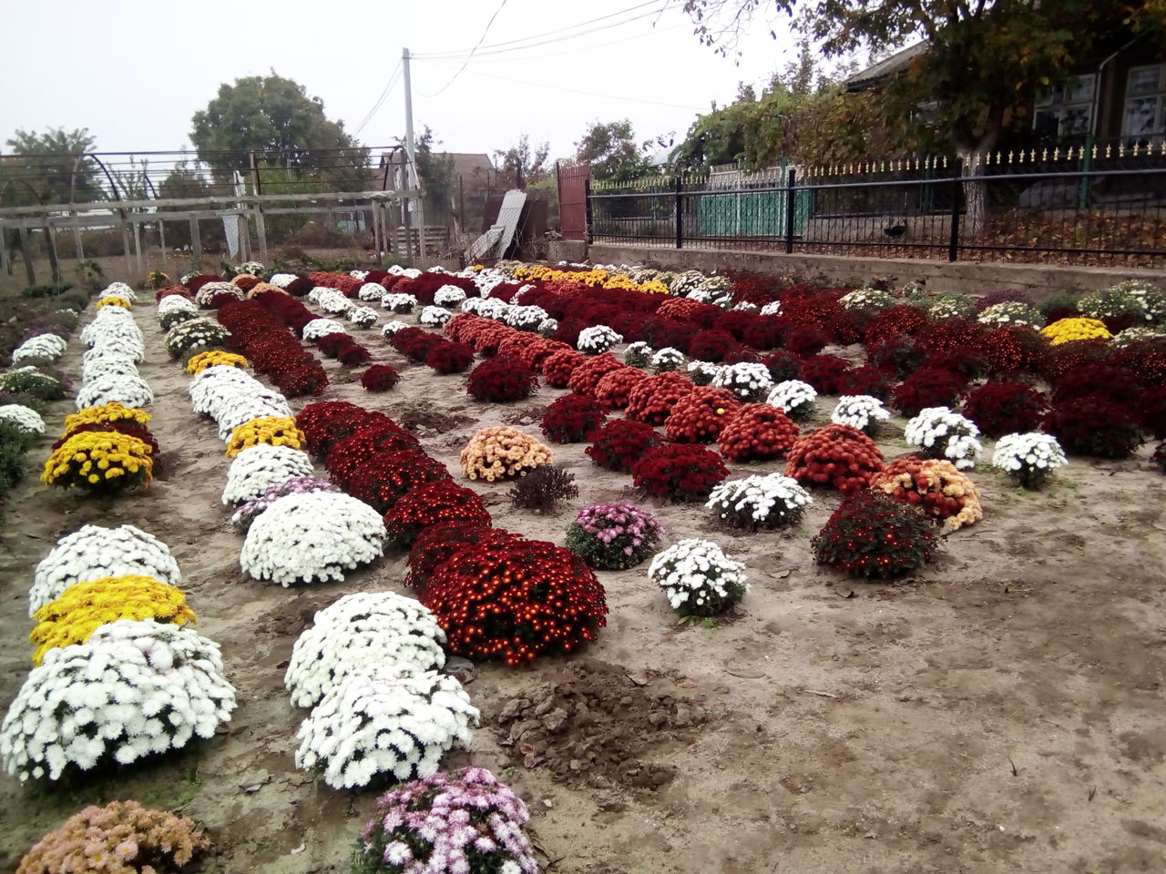 Rasad de Альпийская ромашка Crizanteme pitici