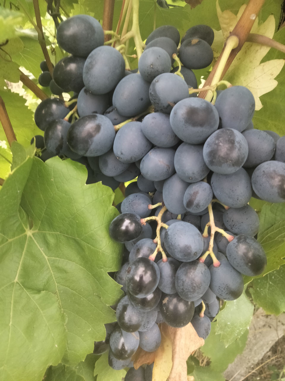 Se Vinde Poama MOLDOVA